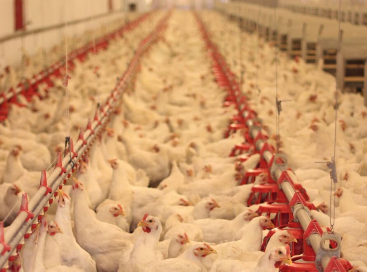 Cash injection has not solved crisis at Daybreak poultry farms
